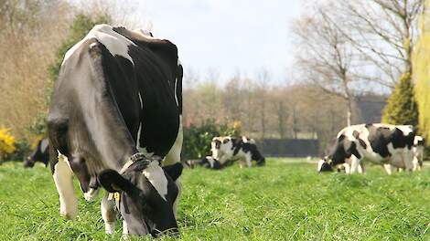 Bijna alle koeien in de wei in Noord- en Zuid-Holland | Agraaf.nl ...