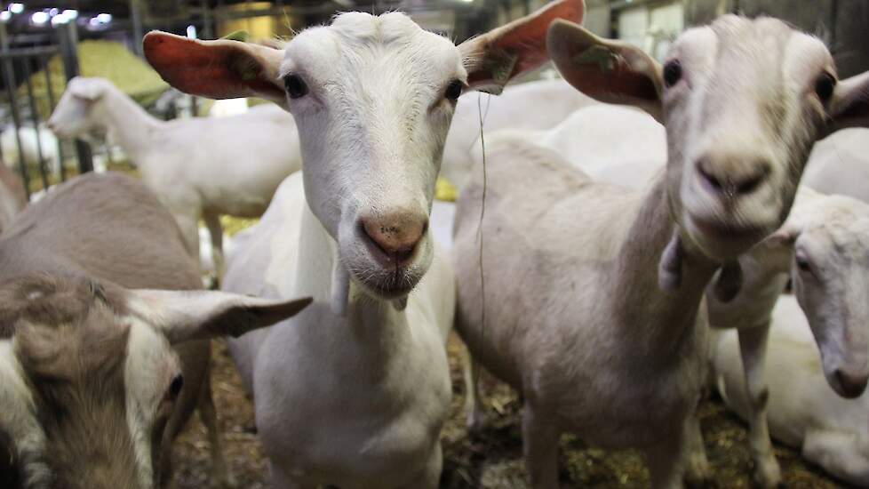 Aantal melkgeiten in Nederland blijft stijgen | Agraaf.nl ... Aantal melkgeiten in Nederland blijft stijgen | Agraaf.nl ...