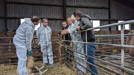 Fotoserie: Koning bezoekt door blauwtong getroffen bedrijf van Cees ...