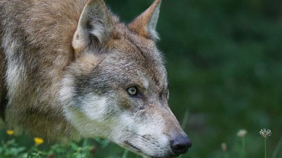 Utrecht stelt subsidie beschikbaar voor wolfwerende rasters | Agraaf.nl ...