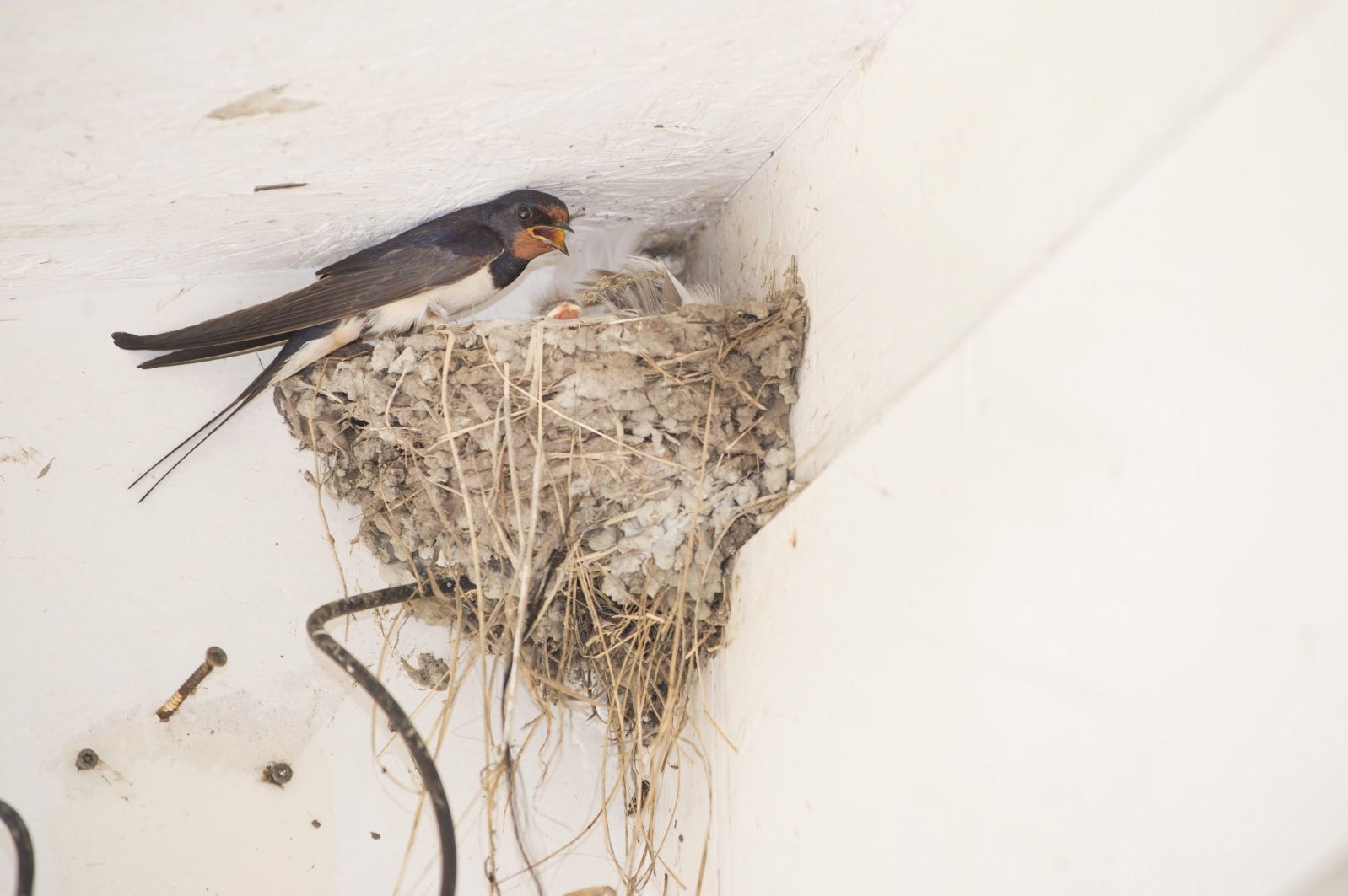 Onze Weidevogels › Wat wil de boerenzwaluw? | Agraaf.nl - Landbouwnieuws voor West-Nederland