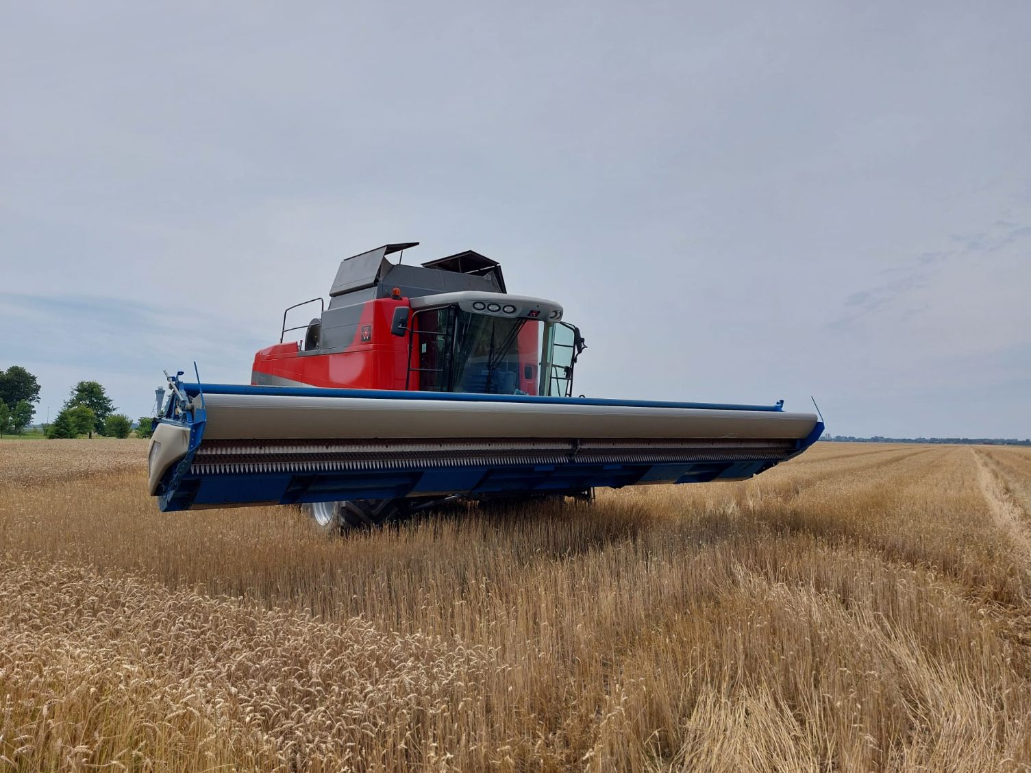Klaasse Bos oogst tarwe met arenstripper voor vliegveiligheid Schiphol | Agraaf.nl ...